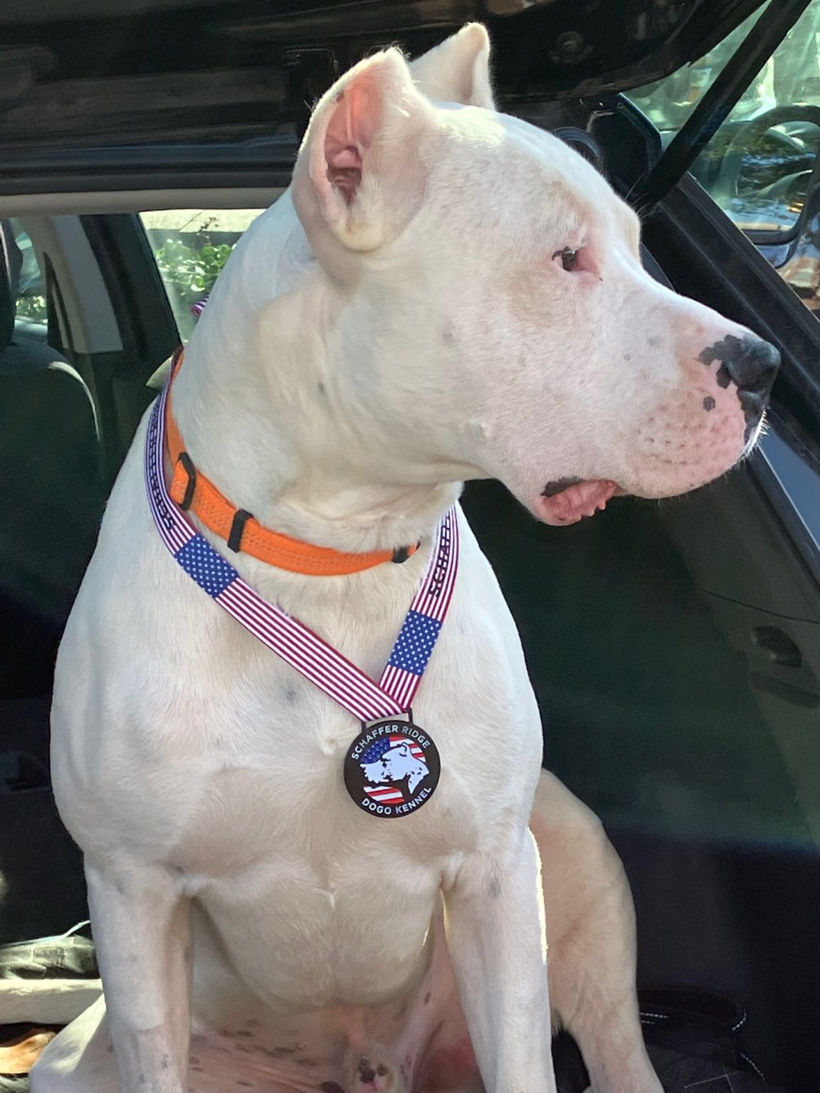 Gallery | Pure Bred Dogo Argentino Kennel | La Cocha Breeder in USA